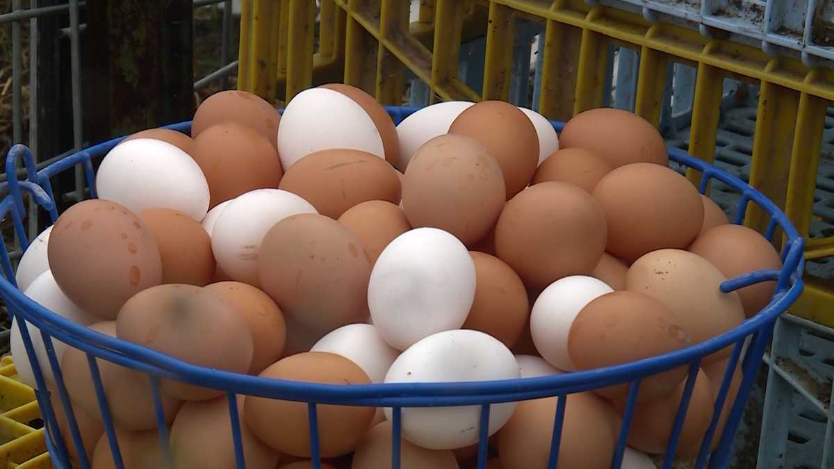 Mainers buying up chickens due to coronavirus outbreak