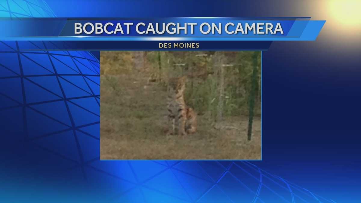 Bobcat caught on camera