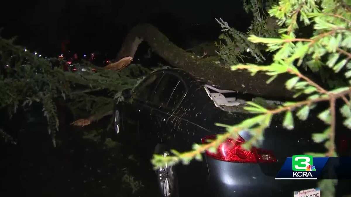 Tree crushes car in East Sacramento