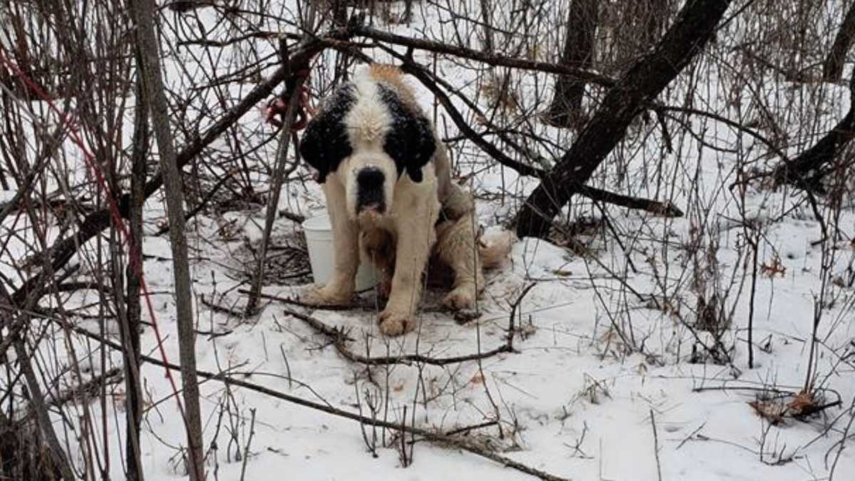 It s A Miracle 10 year old Dog Rescued After Surviving 17 Days In it-s-a-miracle-10-year-old-dog-rescued-after-surviving-17-days-in