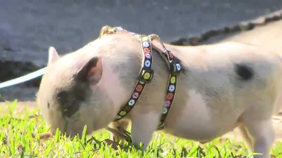 Louisiana pardons pig rescued after being tossed during Mardi Gras