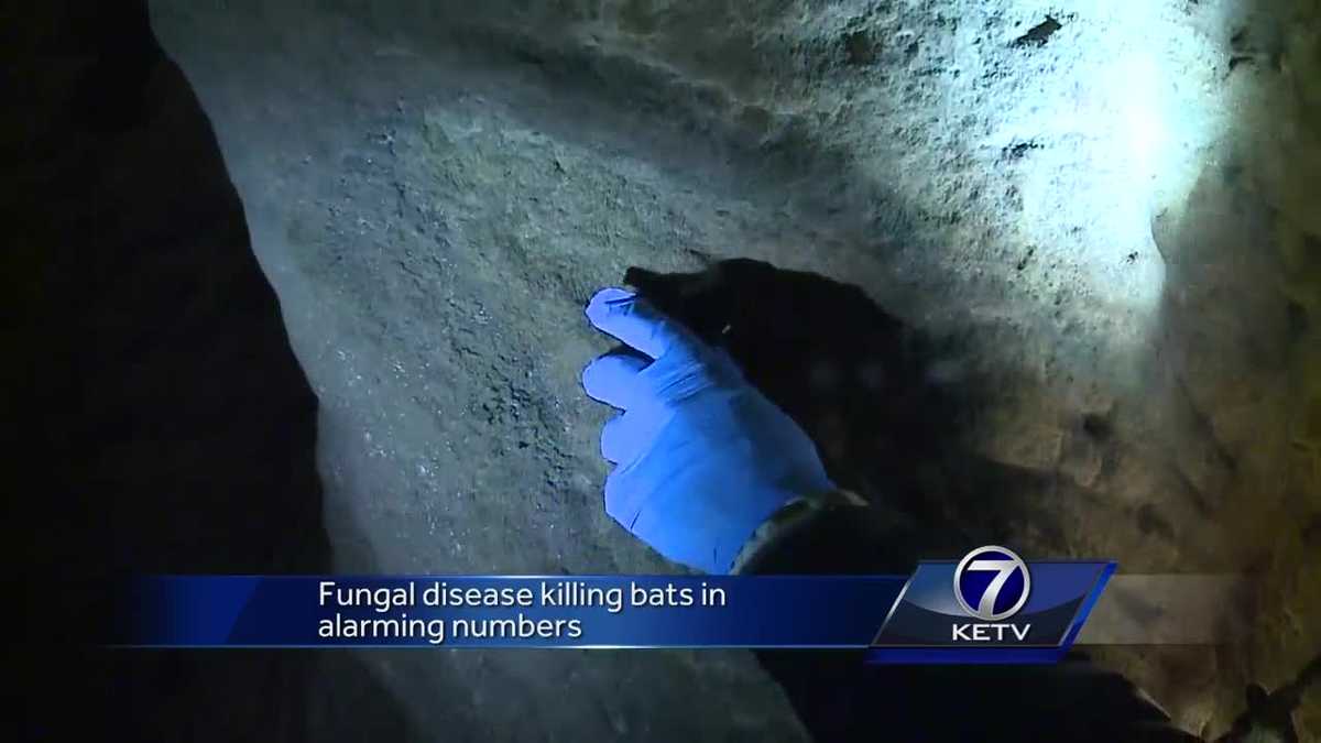Fungal disease killing bats in alarming numbers