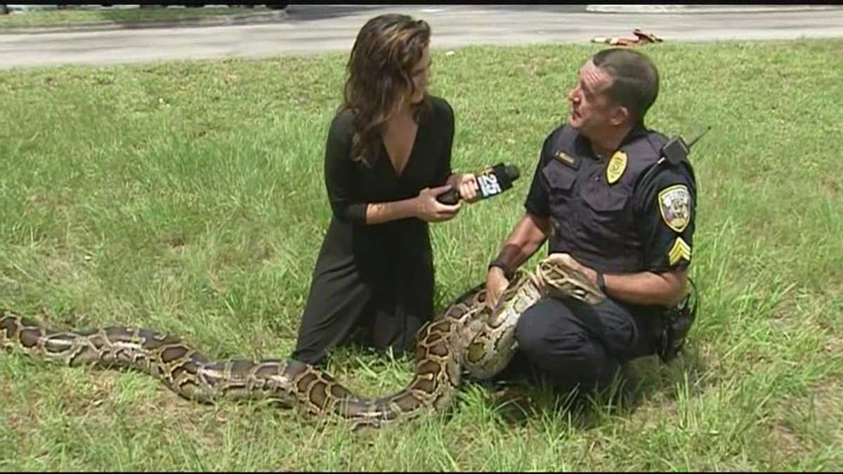 Massive Python caught in Port St. Lucie neighborhood