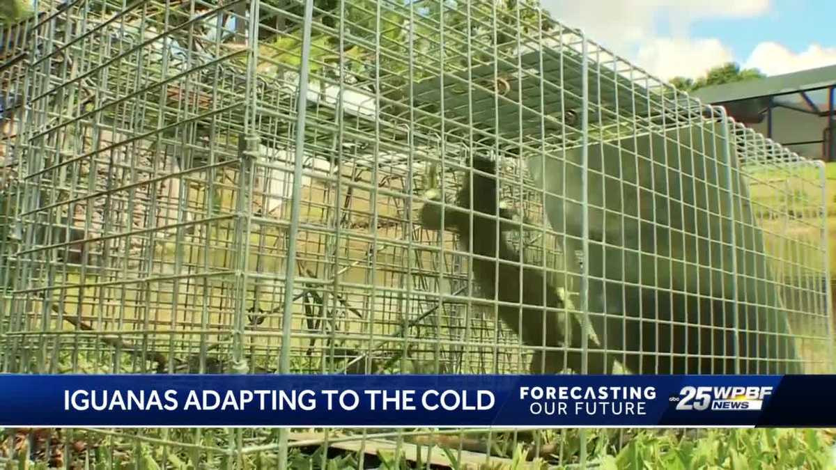 Florida's falling iguana phenomenon could become rarer