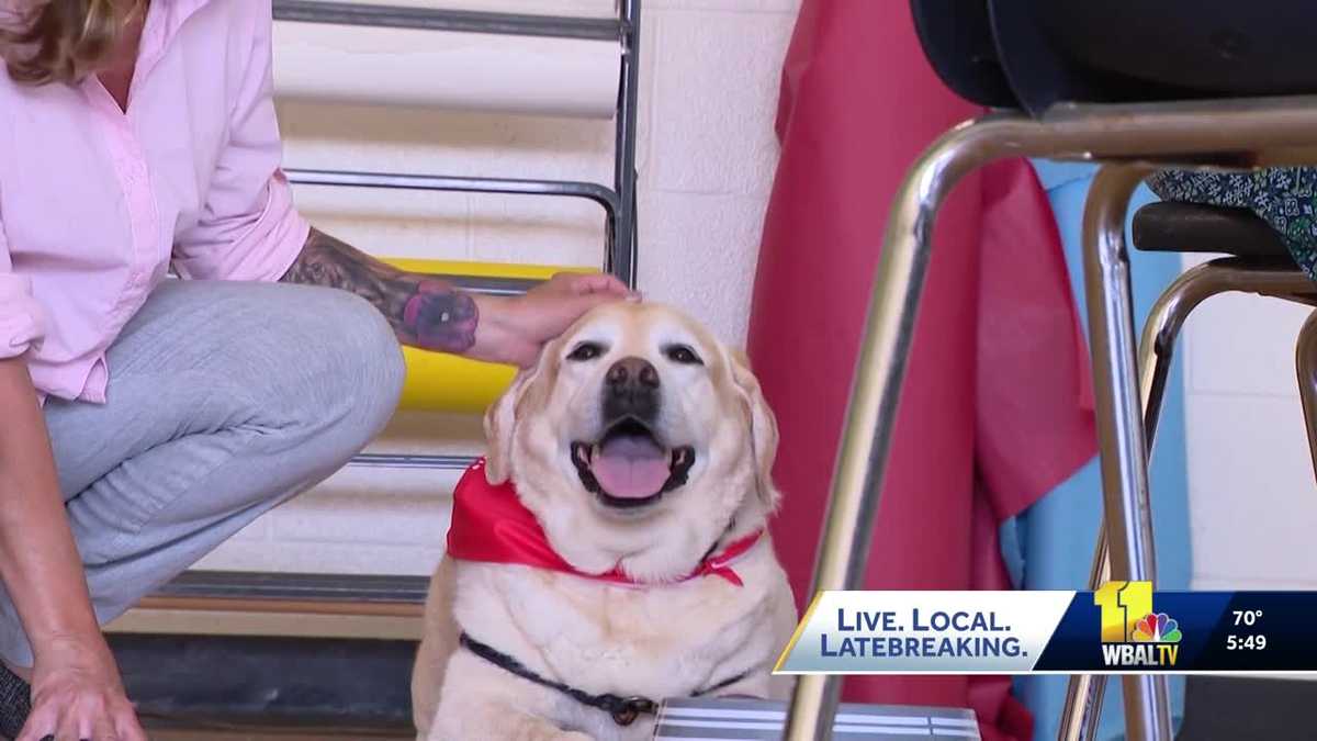 School celebrates retirement of rehabilitative support dog Carmen