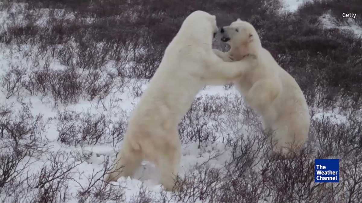 Polar Bears Could Start Hunting Humans polar-bears-could-start-hunting-humans