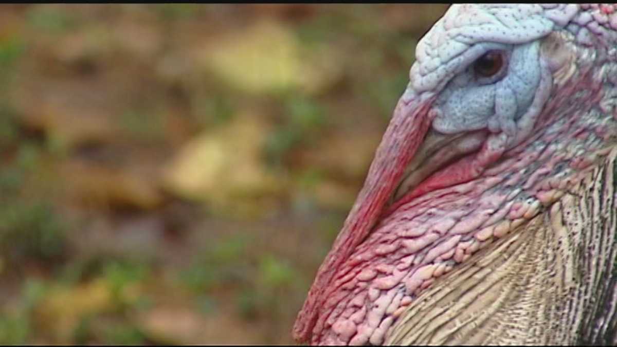 Go behind the scenes at an Upstate turkey farm