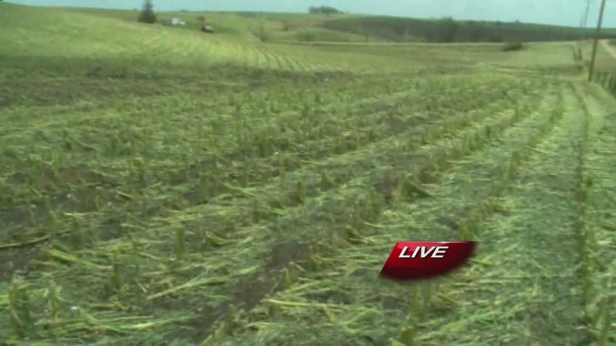 Hail shredded entire fields