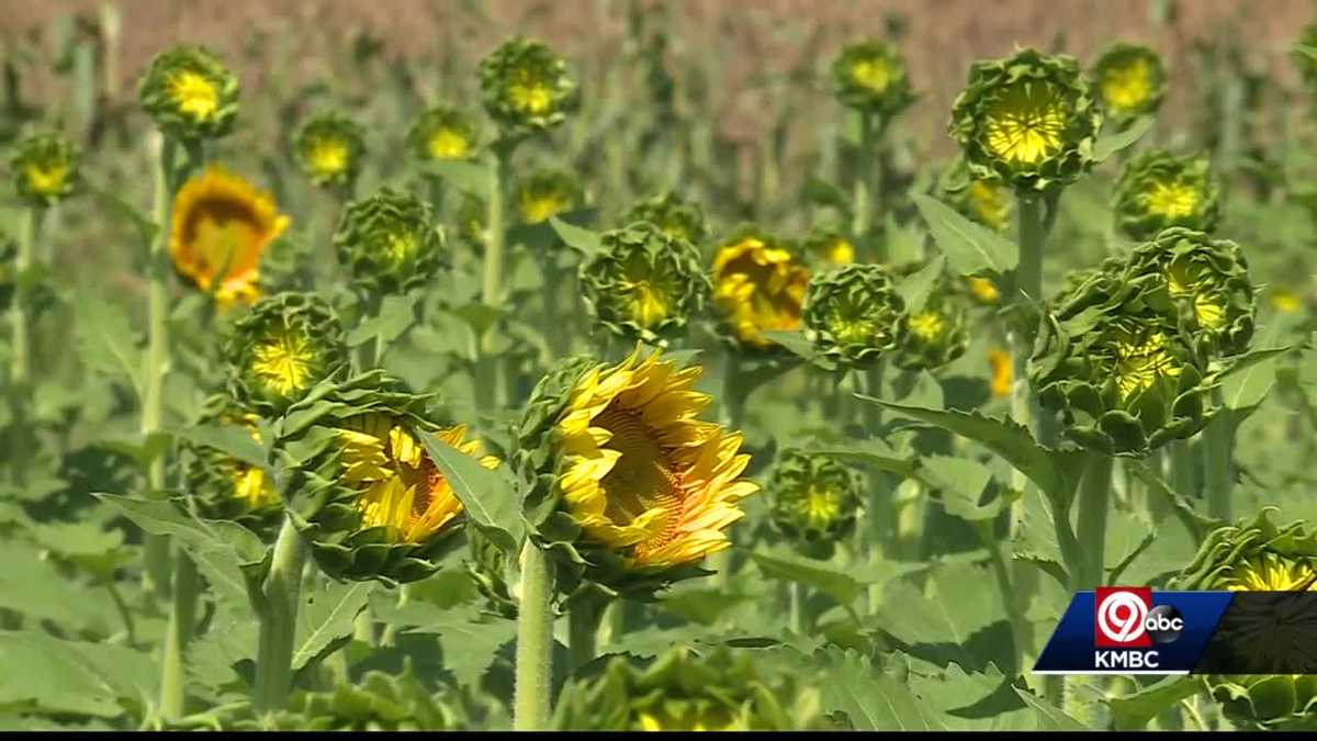 Grinter Sunflower Farms in Lawrence ready to open