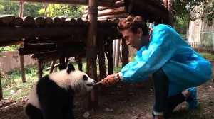 You will be so jealous of Robin Roberts' panda encounter