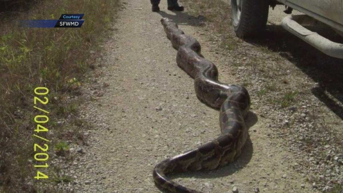 Python found in Everglades could be longest ever