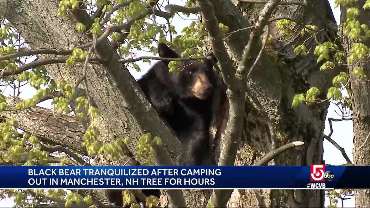 Bear tranquilized, falls from tree in New Hampshire