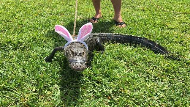 Bunny ears put on alligator