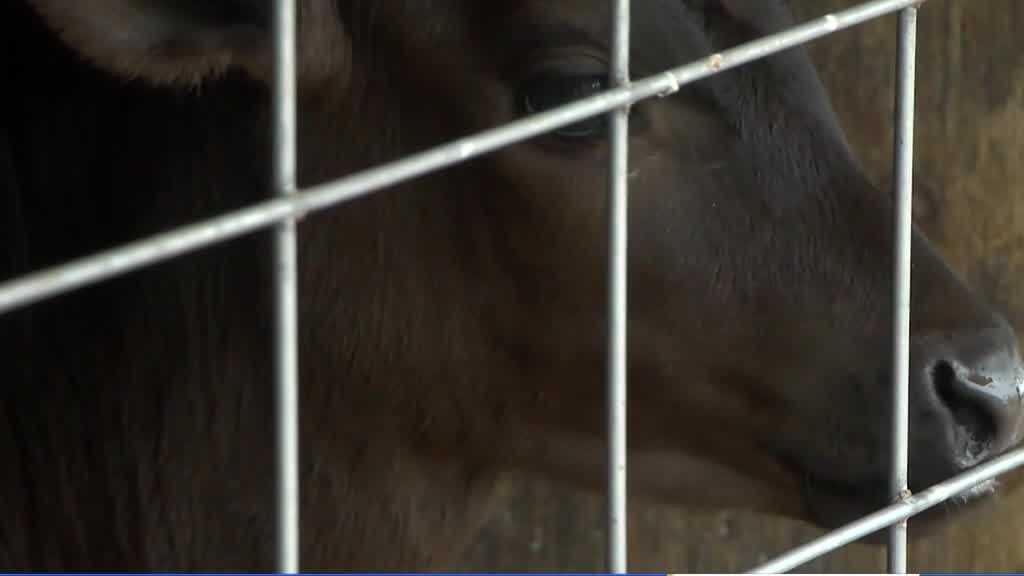 Heat wave has negative impact on Iowa dairy farms