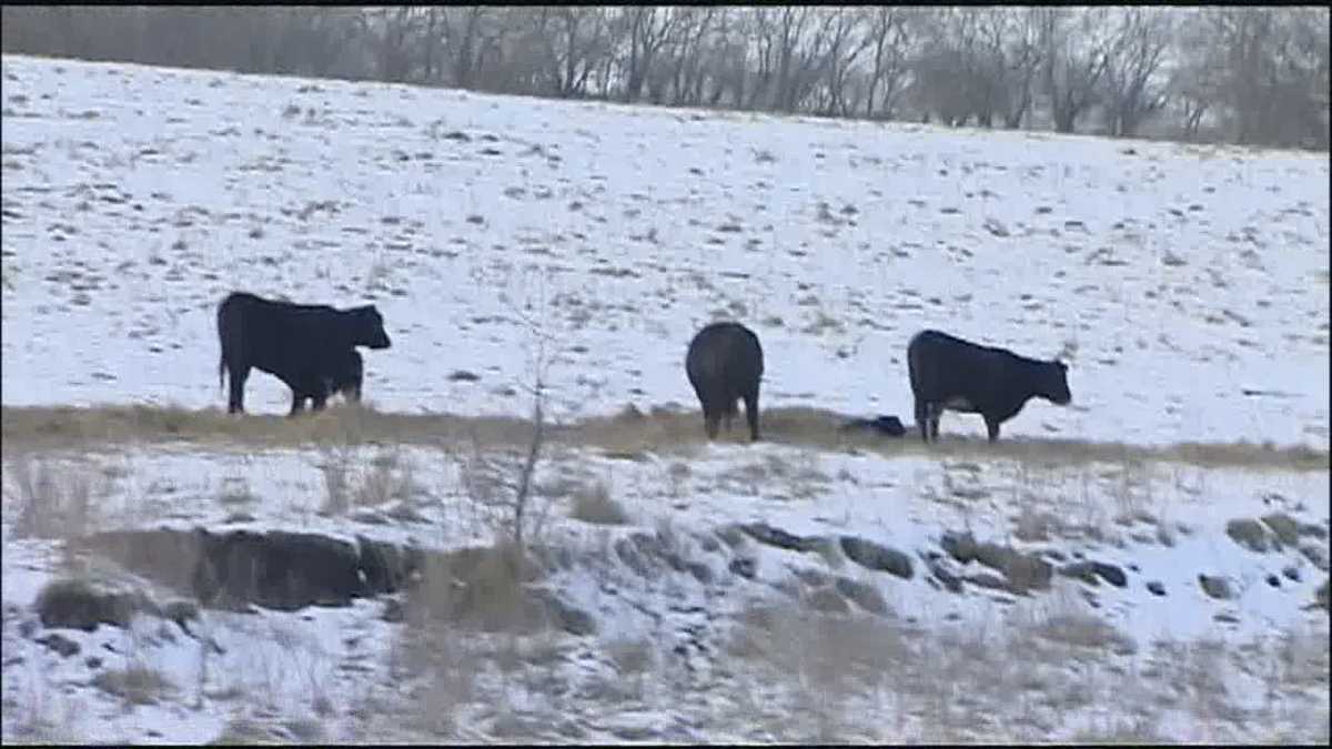 Poachers kill 2 cows, slaughter 1 on Northland rancher's property