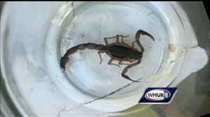 Woman stung by scorpion in her sleep