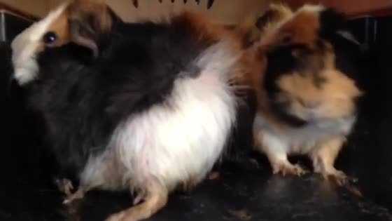Raw Video: 65 guinea pigs taken from Lancaster County home