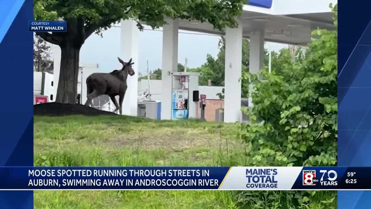 Caught on camera: Watch a rogue moose "hoof it" through Auburn intersection