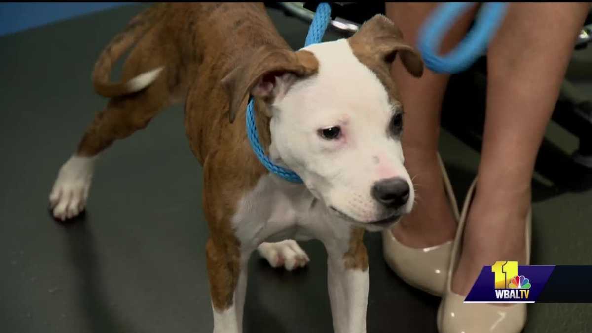 BARCS encourages pet adoption with a cute puppy