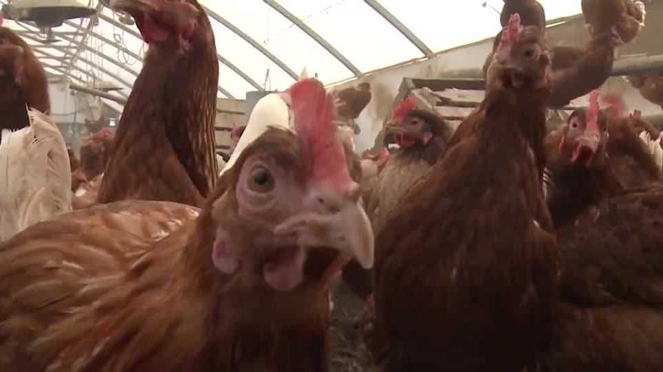 First presumptive bird flu case in Wisconsin: Monitoring underway