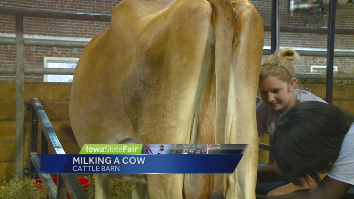 Milking cows at the Iowa State Fair