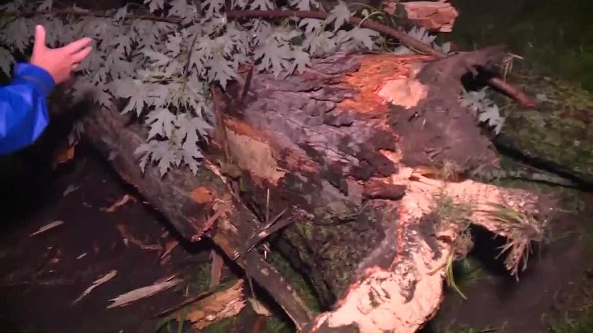 Storm topples massive tree in Liberty, injures driver and causes power ...
