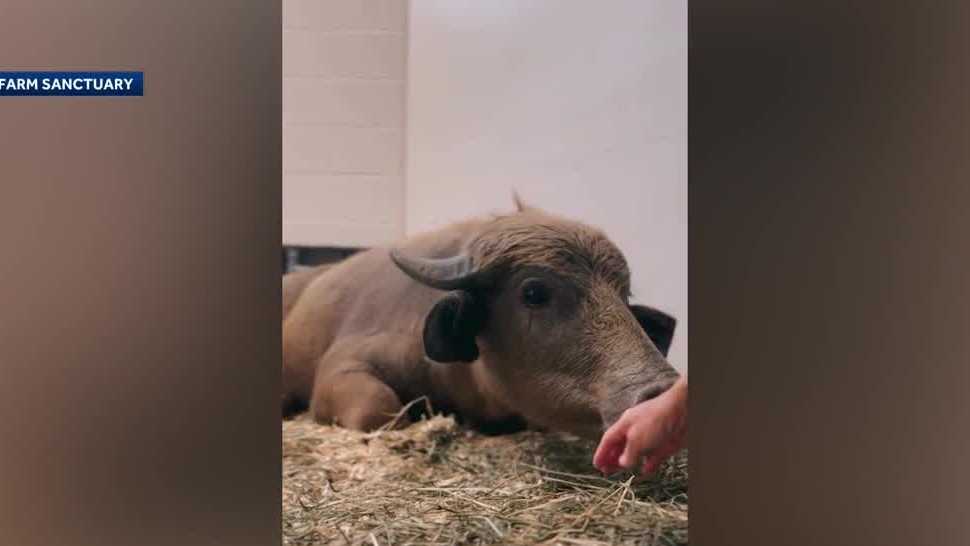 Iowa water buffalo Phill needs surgery to remove shotgun slug