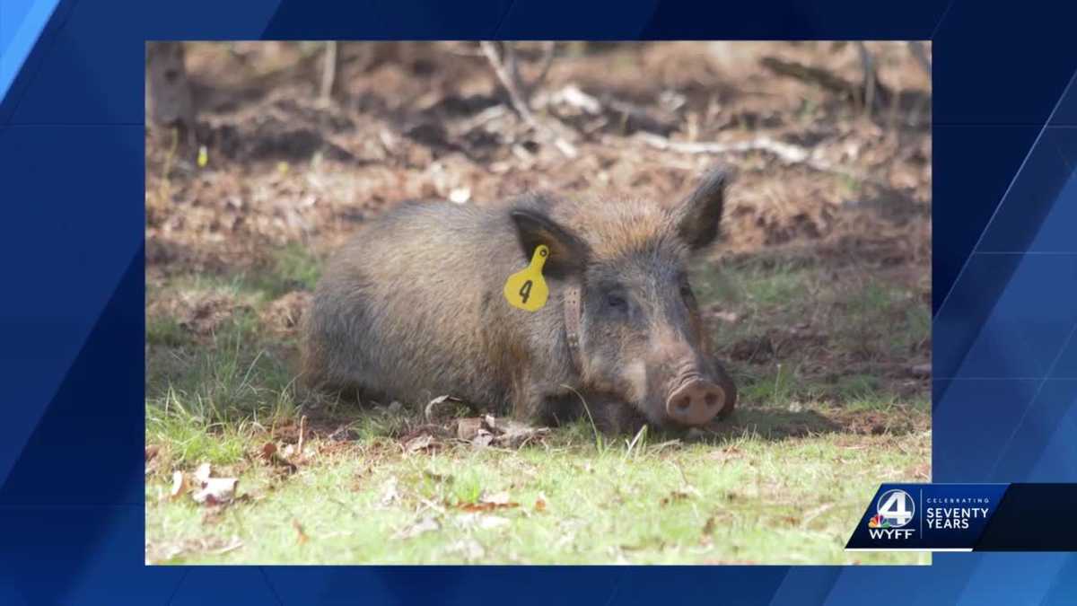 South Carolina: Clemson students tackle $110M wild hog problem