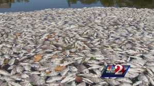Brown Tide likely the cause of massive fish kill in Brevard County