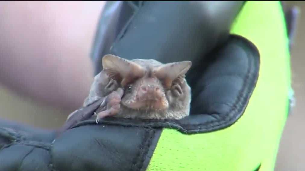 Bat tests positive for rabies; 2nd bat case in 2023