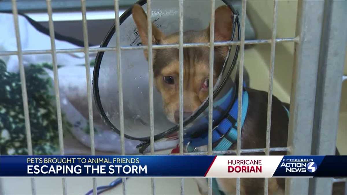 Shelter animals displaced by Hurricane Dorian arrive in Pittsburgh to ...