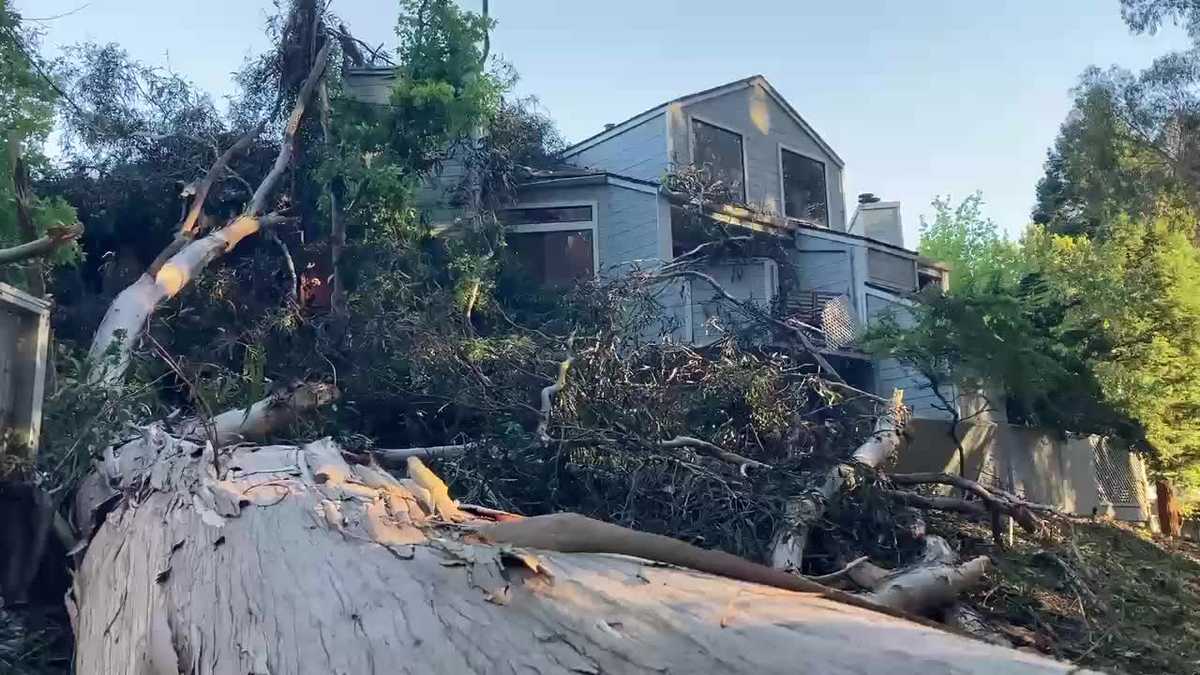 80-foot eucalyptus tree crashes into Aptos condo
