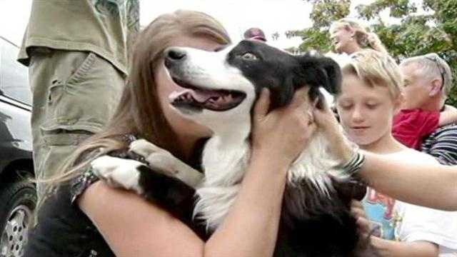 Dog returns home after three years