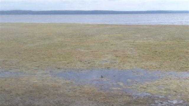 Algae Bloom, Fish Die In Mississquoi Bay