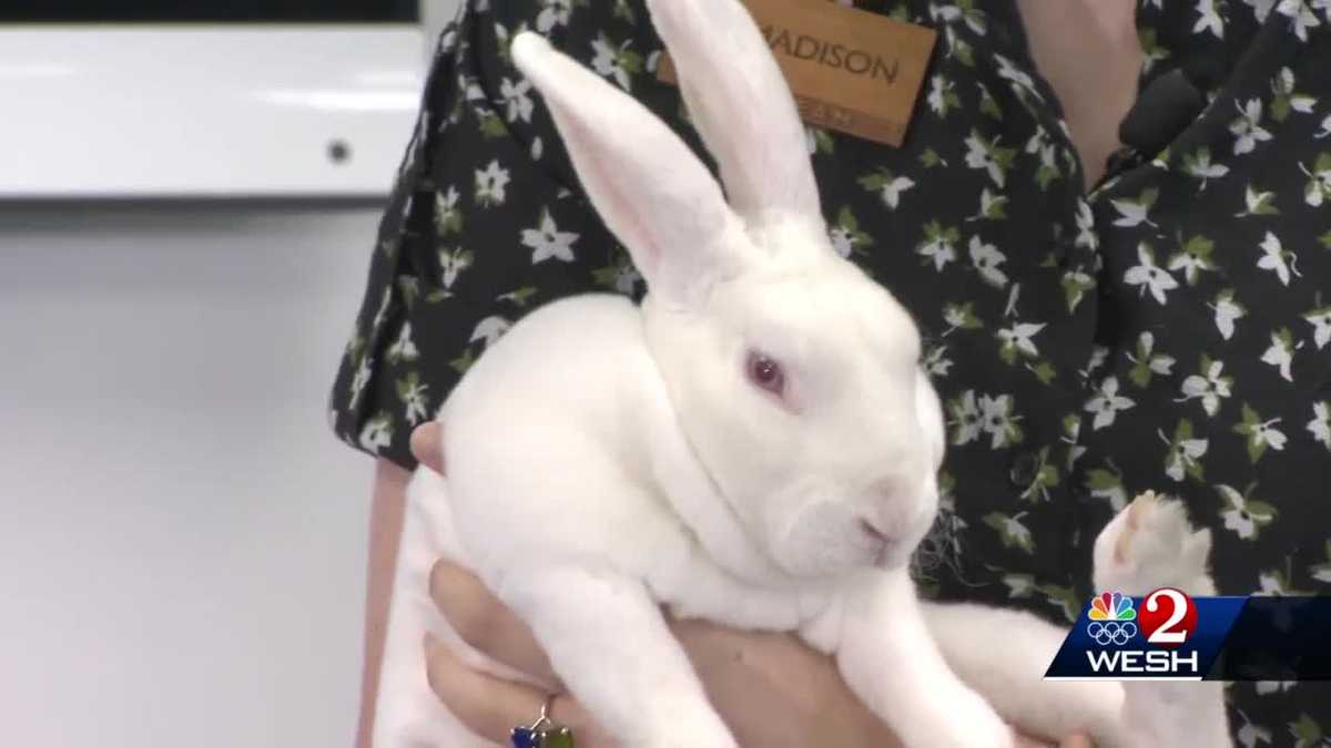 The Science of It: Meet Benji the Bunny