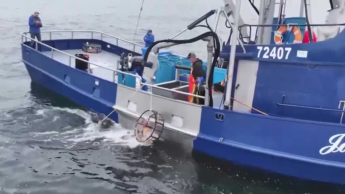 Whale-safe pop-up gear could bring crab back to markets