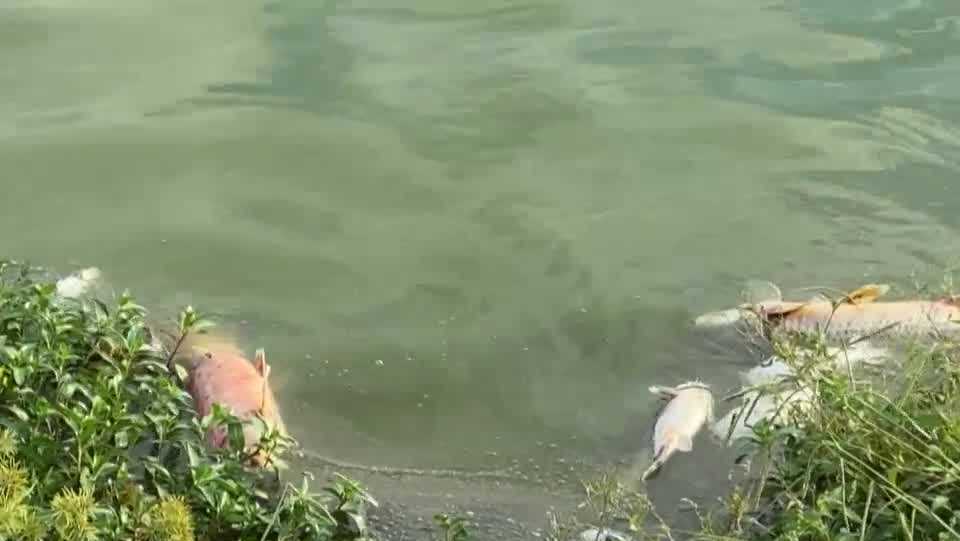 About 300 fish found dead at North Natomas Regional Park