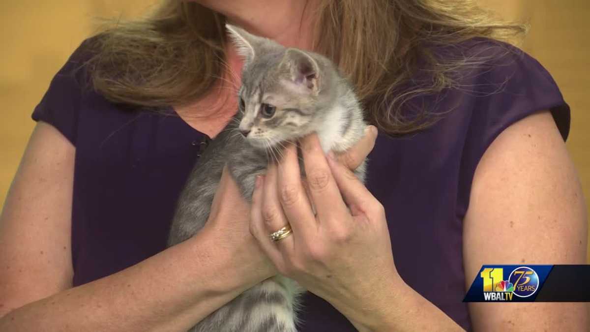 Sweet 8-week-old kitten from SPCA needs a home