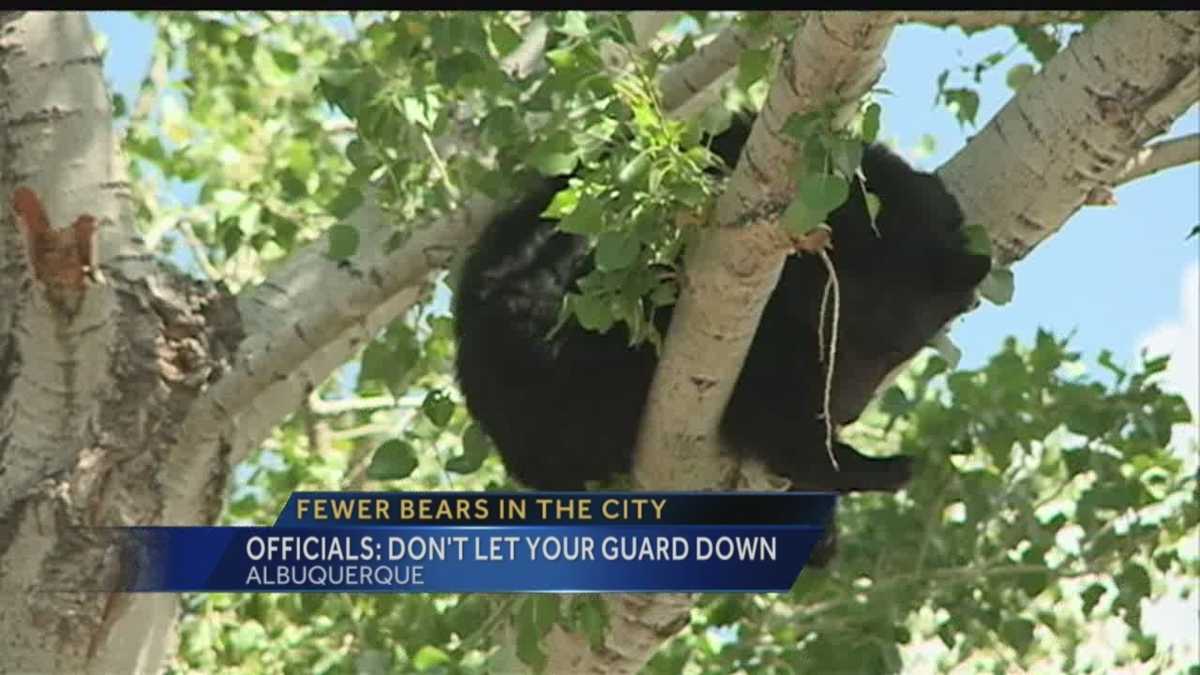 Less Bears This Year