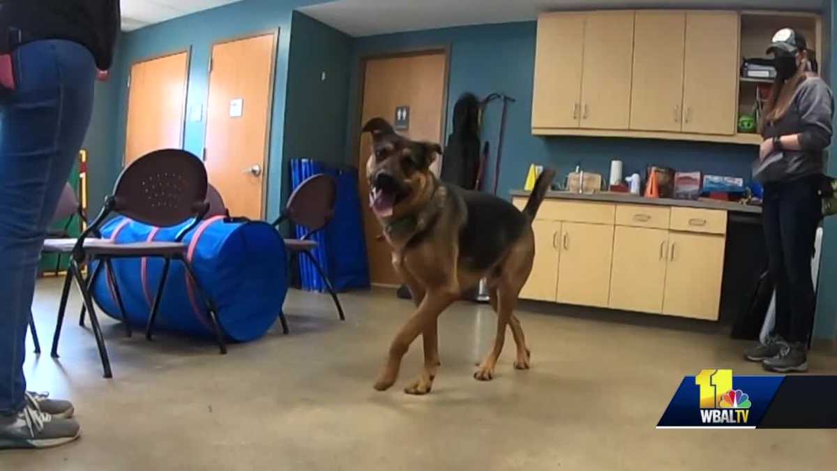 Maryland SPCA encourages pet adoption with special pup 'Checkmate'