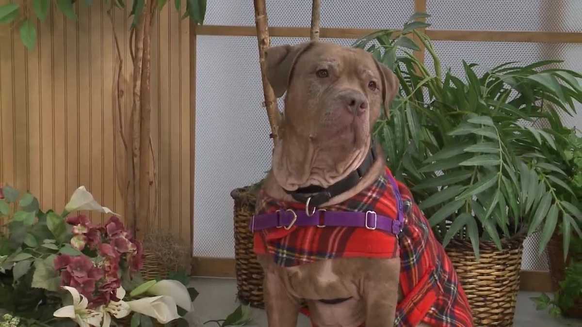 video Adopt This Pet: Shrek