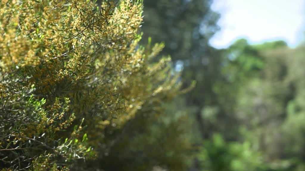 Warm weather brings early start to allergy season in Sacramento area