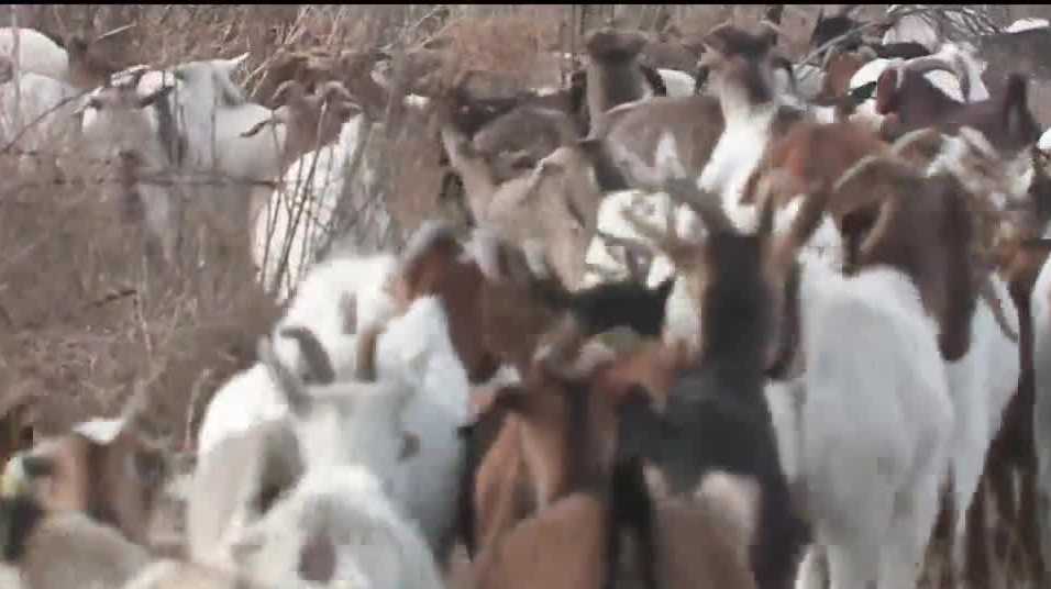 Goats tackle overgrown vegetation in Albuquerque to prevent wildfires
