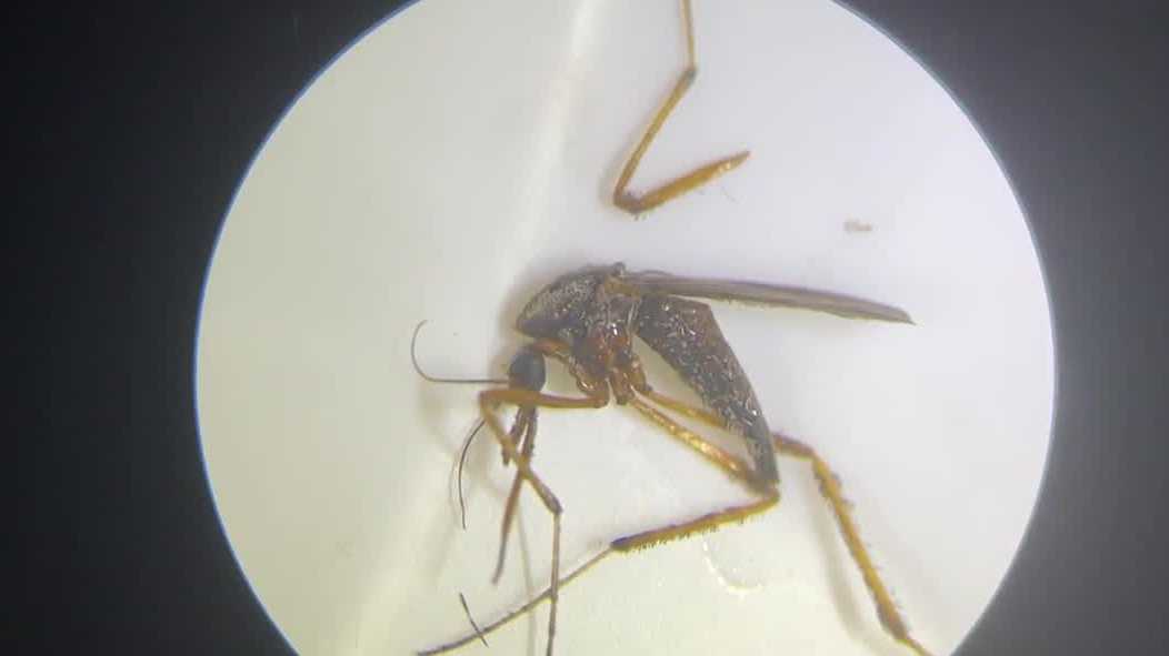 Battling mosquitoes with a sterile insect program