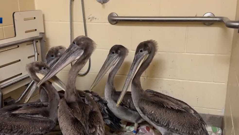 SPCA Monterey County caring for 17 sick pelicans