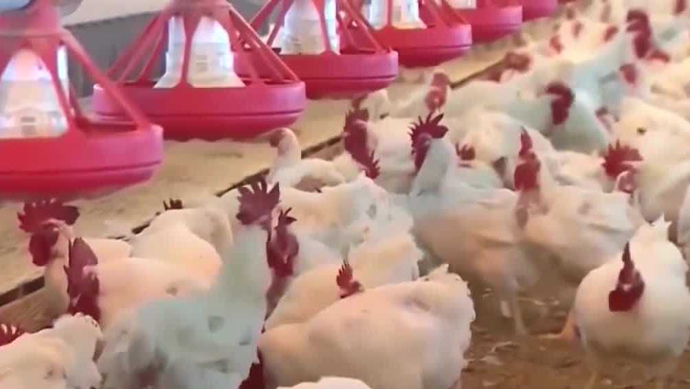Iowa on high alert after 2 more outbreaks of bird flu