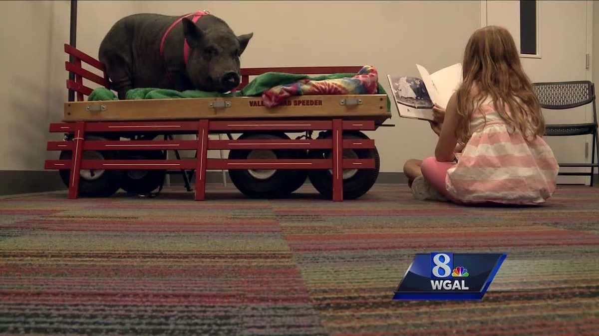 Meet the pig helping kids read at the library