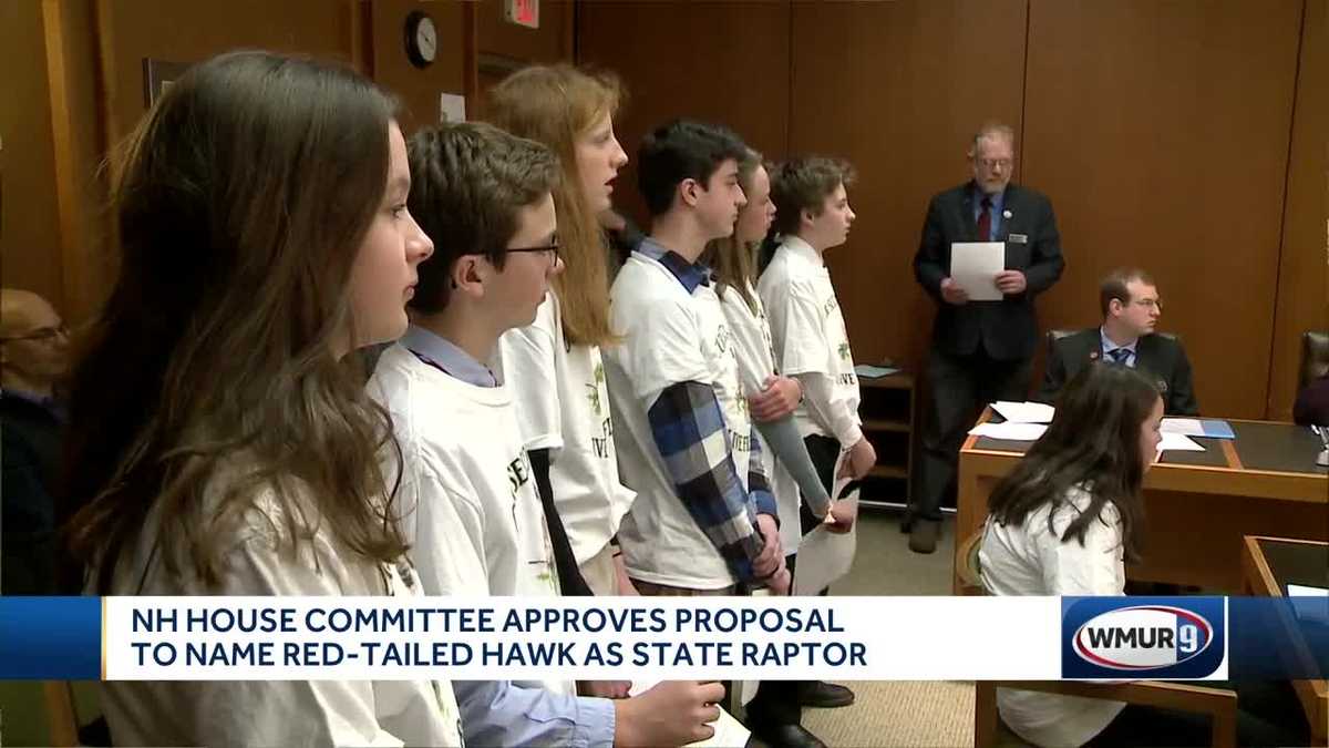 NH House committee approves proposal to name red-tailed hawk as state ...