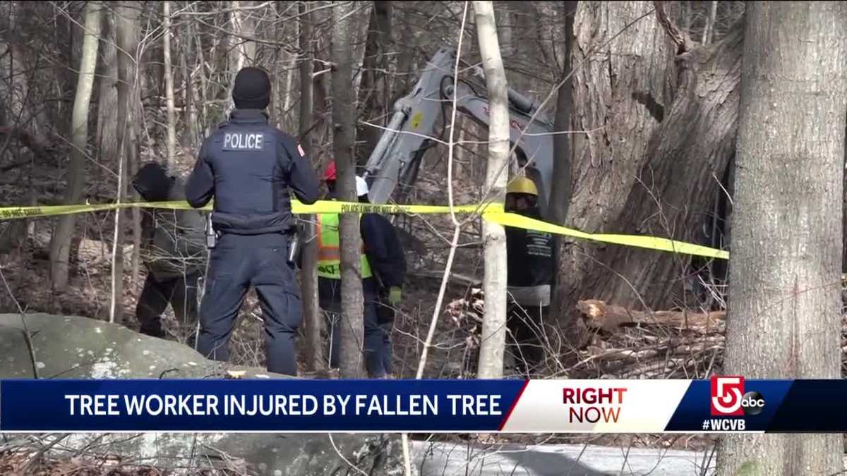 Tree worker injured by falling tree