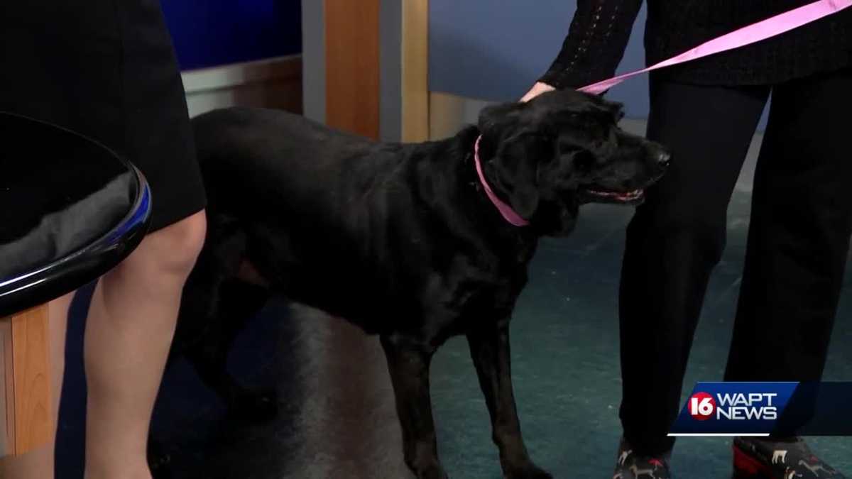 Pet of the Week: Janet Jackson